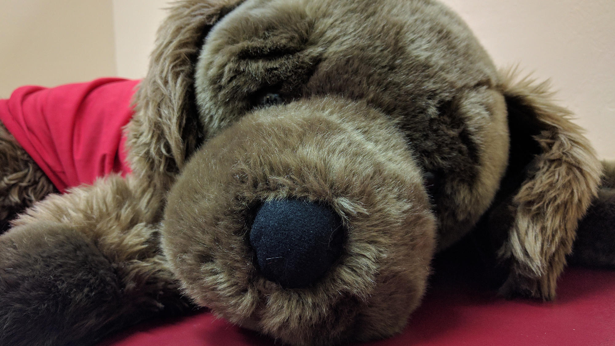 Meet Coco, are very brace cancer survivor